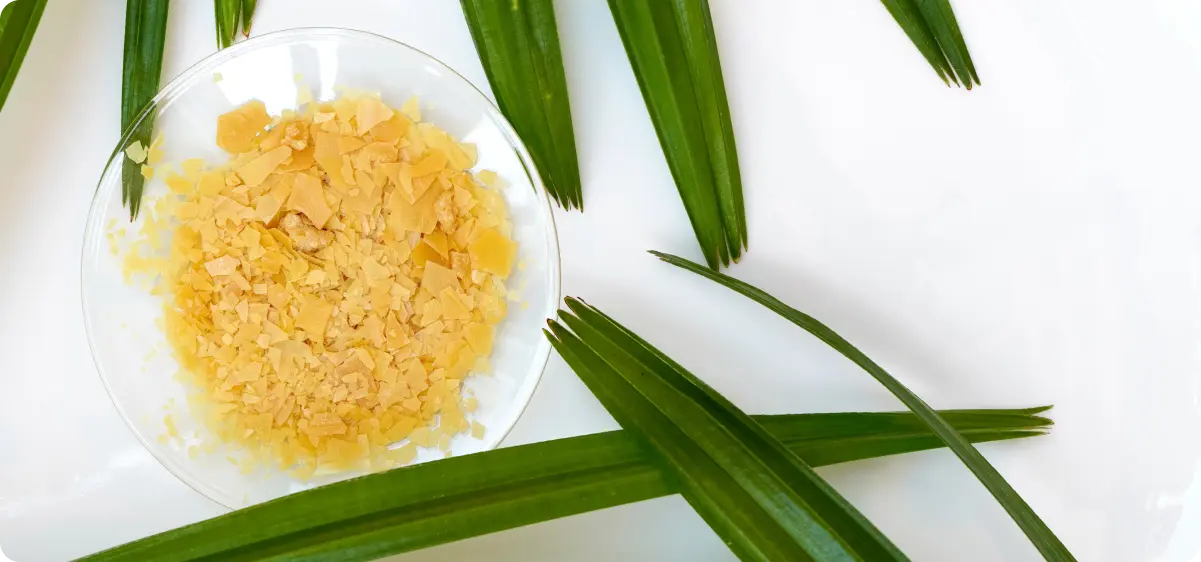 8 BENEFÍCIOS DA CERA DE CARNAÚBA EM COSMÉTICOS - PVP S.A.